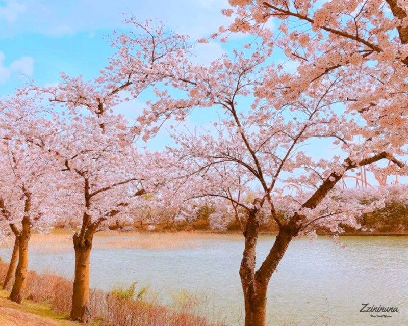경주 벚꽃명소 보문관광단지 보문호수 벚꽃 실시간 개화시기 현황 보문정 자전거 주차장 네이버 블로그