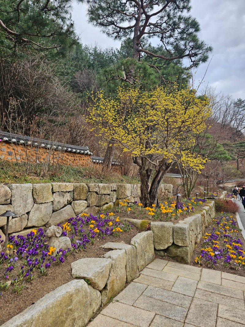 화담숲 봄 수선화 축제 후기모노레일 및 화담채취소표 예매 및 양도하기 ★ 네이버 블로그