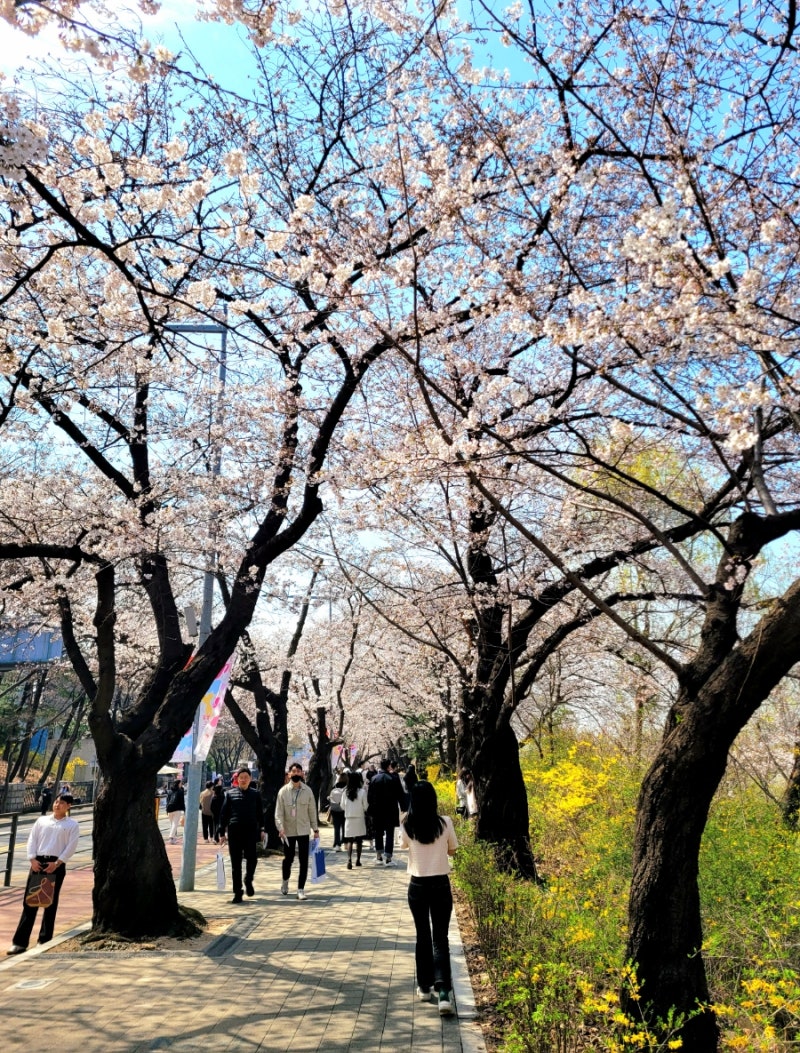 윤중로벚꽃길 후기 🌸 여의도 윤중로 벚꽃놀이 위치 네이버 블로그