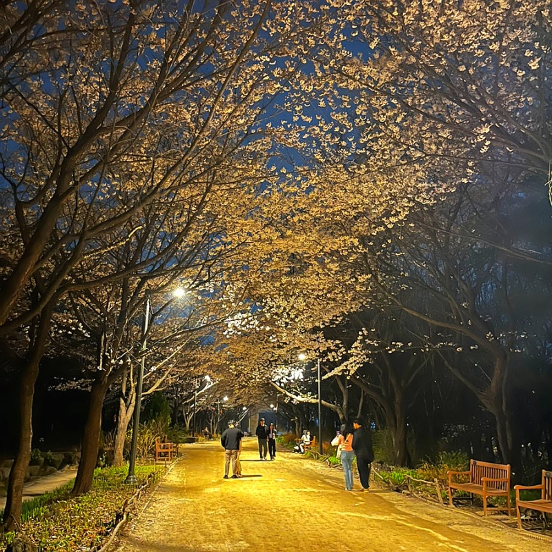 4월의 서울숲 야경 벚꽃길은 커플 천국데이트 코스 포토존 주차 네이버 블로그