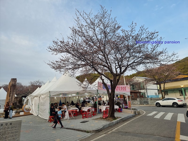 충북 제천시 청풍호벚꽃축제 2025년 제천 벚꽃개화시기 청풍벚꽃 만개시기 명소 가는길 위치 주소 숙소 2025
