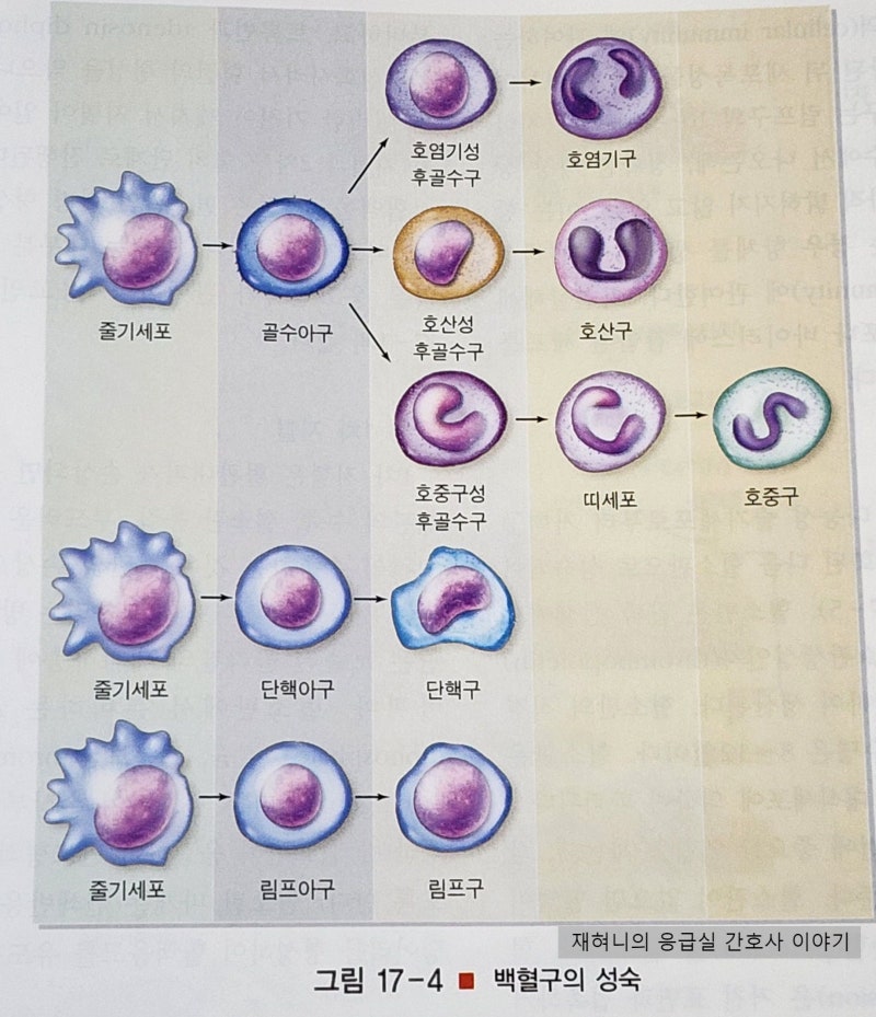 혈액의 구성 및 기능 적혈구 백혈구 혈소판과 혈장의 역할 네이버 블로그