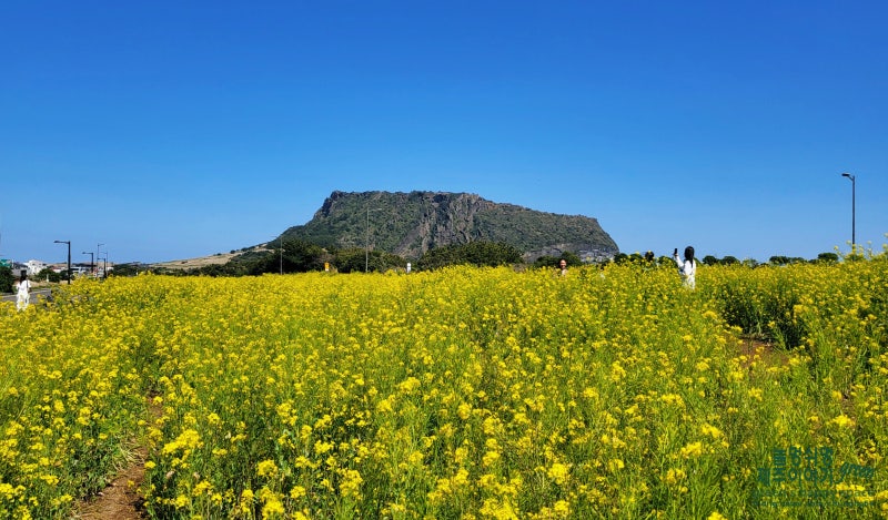 제주도 유채꽃 광치기해변 성산일출봉 유채꽃 제주 동쪽여행 네이버 블로그