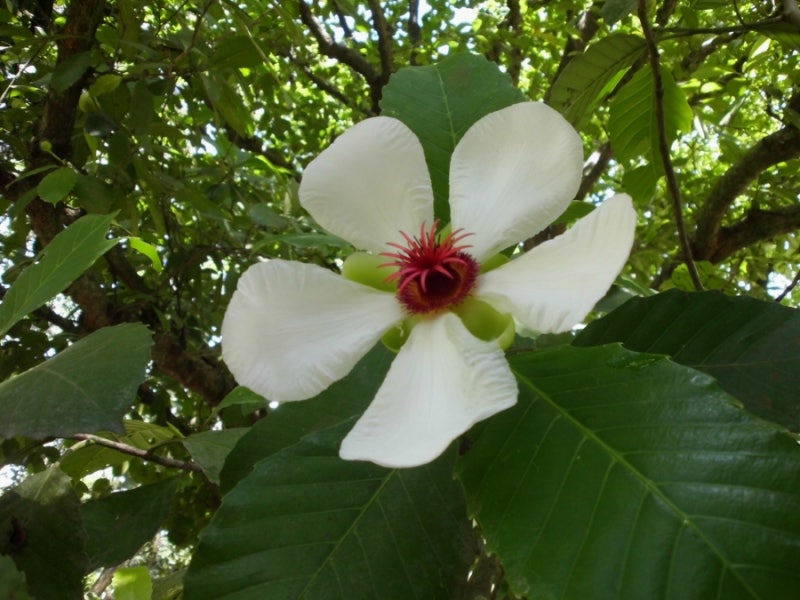 Honoring Nature : Unveiling the Flora and Fauna in the Philippine ...