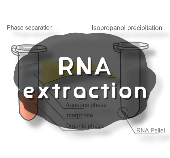 [실험 정보] RNA extraction (TRIzol 방법) : 네이버 블로그