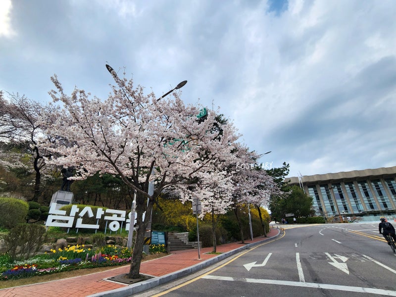 서울 벚꽃명소 남산둘레길 코스 개화상황 사진찍기좋은곳 네이버 블로그
