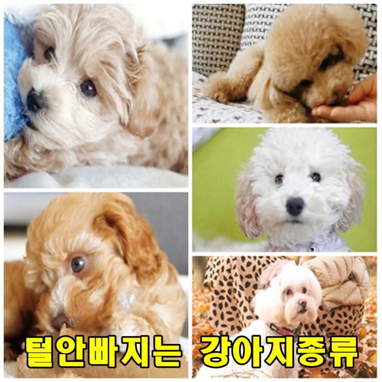 털 안빠지는 강아지 종류 소형견 5 견종