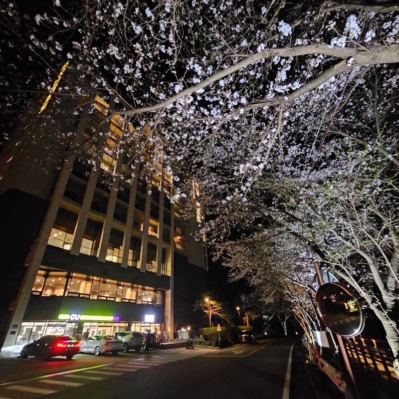 경남하동 하동벚꽃여행 켄싱턴리조트 지리산하동 야간벚꽃 산책ft섬진강벚굴 야식 네이버 블로그