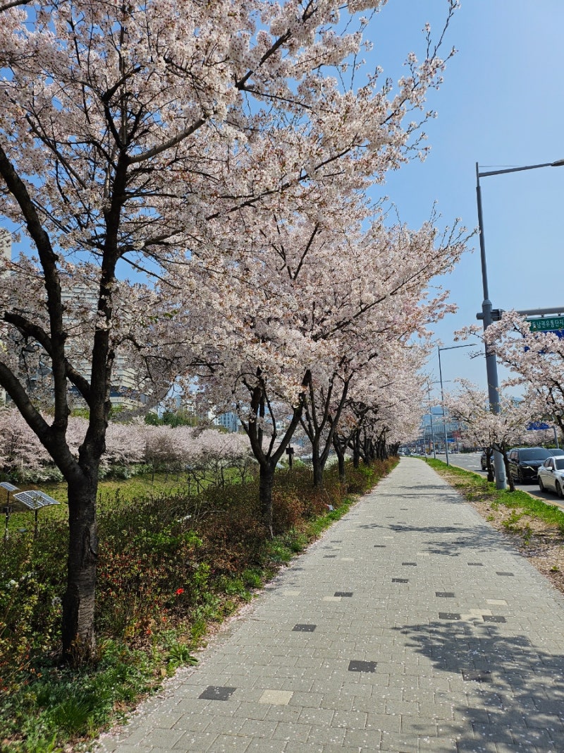 성남 위례 송파 벚꽃명소 장지천벚꽃길 아이랑가볼만한곳 네이버 블로그