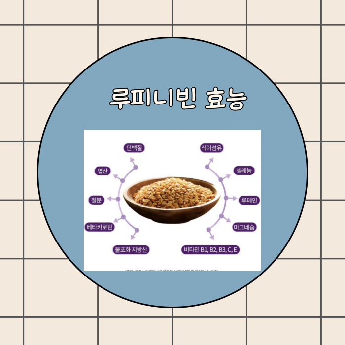 루피니빈 효능 먹는법 밥 콩효능