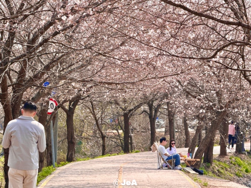 경기도 숨은 벚꽃명소 양주 가볼만한곳 벚꽃 명소 남경수목원 매내미 벚꽃길 네이버 블로그