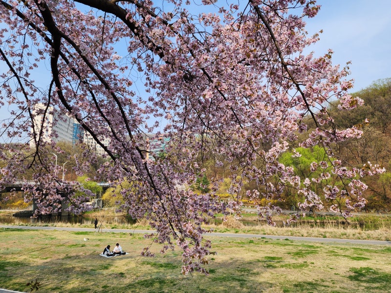 성남 탄천 산책길 돗자리 피크닉 벚꽃 명소 6경 분당구 구미동 탄천변 녹지대 네이버 블로그