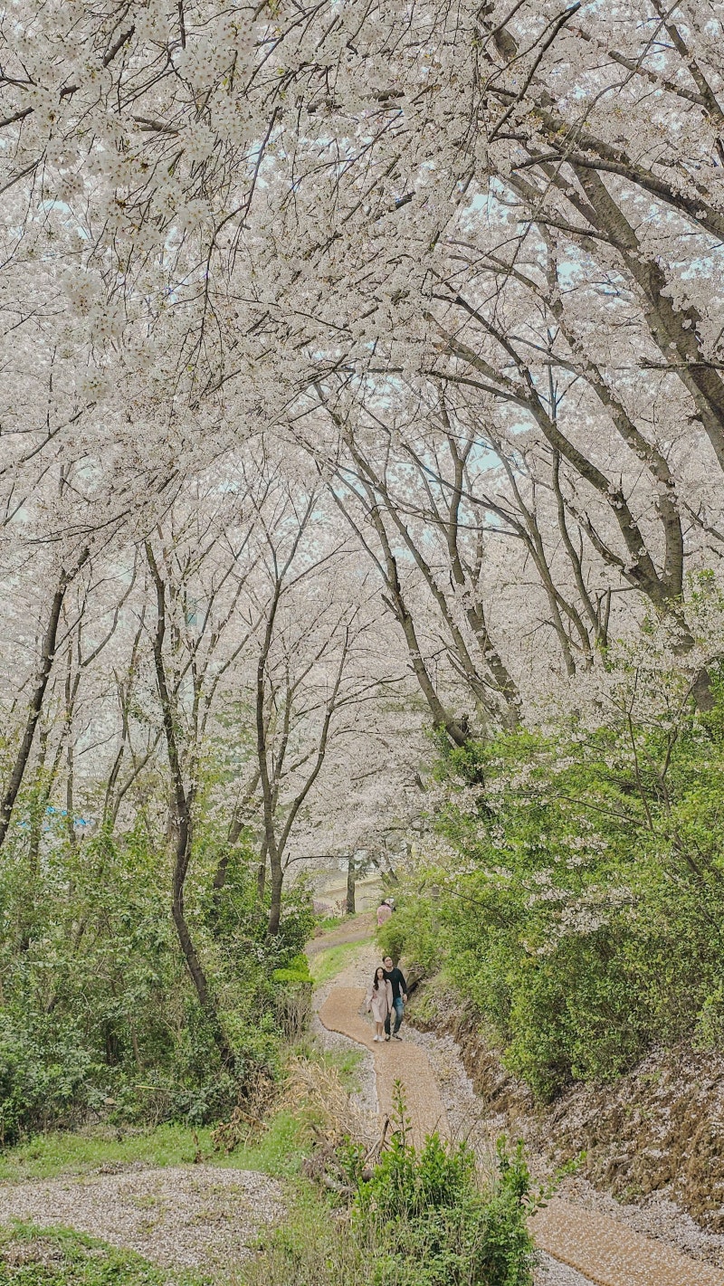 울산 산책로 장무공원 학성 공원 벚꽃 동백꽃 명소 데이트 코스 네이버 블로그