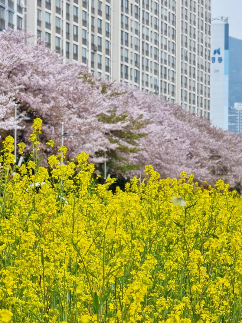 부산 유채꽃과 벚꽃 명소 온천천 시민공원 실시간 2024 벚꽃엔딩 네이버 블로그