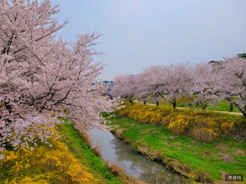 당진 벚꽃 뷰가 이쁜 카페레브 Reve 네이버 블로그