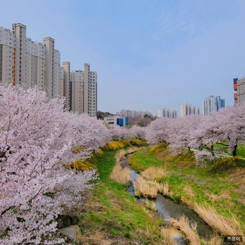 당진 벚꽃 뷰가 이쁜 카페레브 Reve 네이버 블로그
