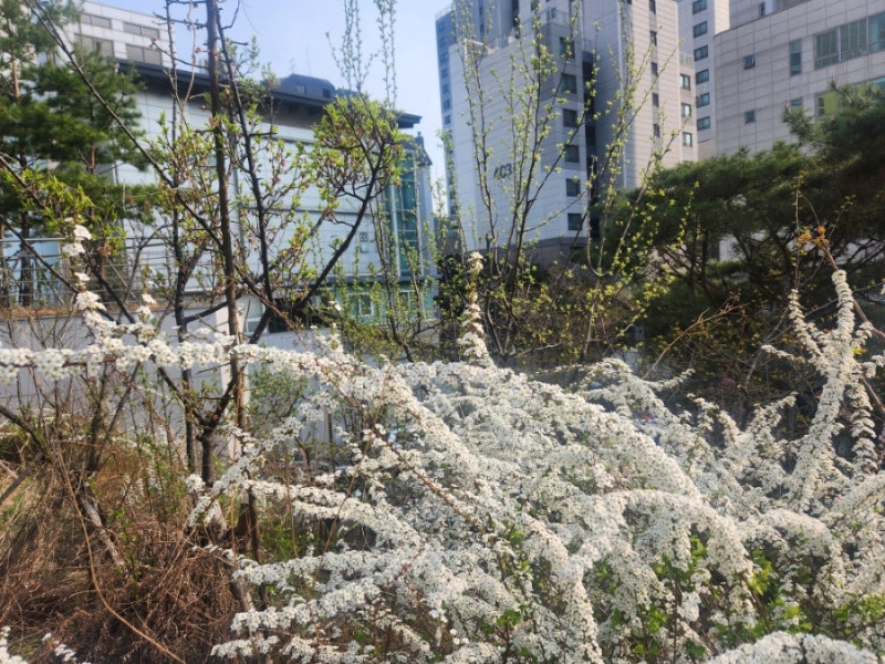 우리나라 벚꽃 개화시기를 알려주는 표준목 어디있을까 네이버 블로그
