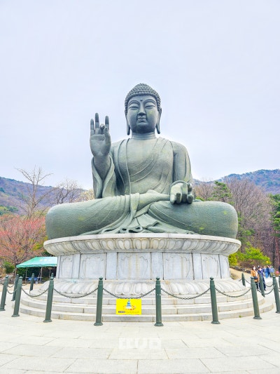천안 각원사 벚꽃명소 봄나들이 주차 2024 겹벚꽃 개화시기 네이버 블로그