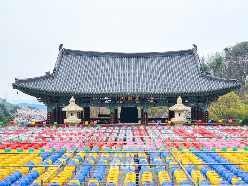 천안 각원사 벚꽃명소 봄나들이 주차 2024 겹벚꽃 개화시기 네이버 블로그