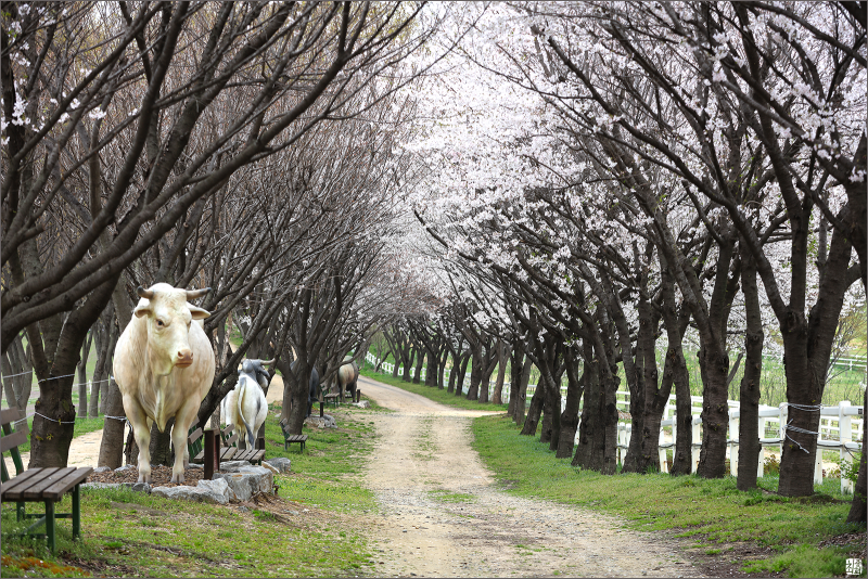 당진 아그로랜드 태신목장 벚꽃과 산책 예산 여행 가볼만한곳 네이버 블로그