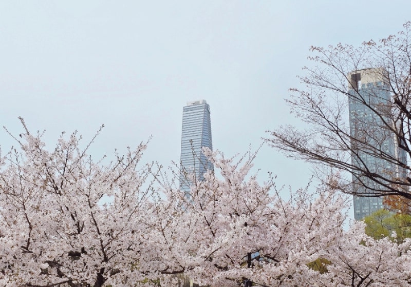 인천 송도 해돋이공원 벚꽃구경 놀이터 주차장 아이와 봄나들이 가볼만한곳 네이버 블로그