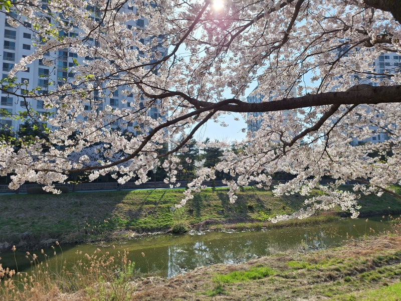 계양천 금파로 경기도 김포 벚꽃 명소 벚꽃 터널 사진 명소 수도권 서부 벚꽃 드라이브 코스 네이버 블로그