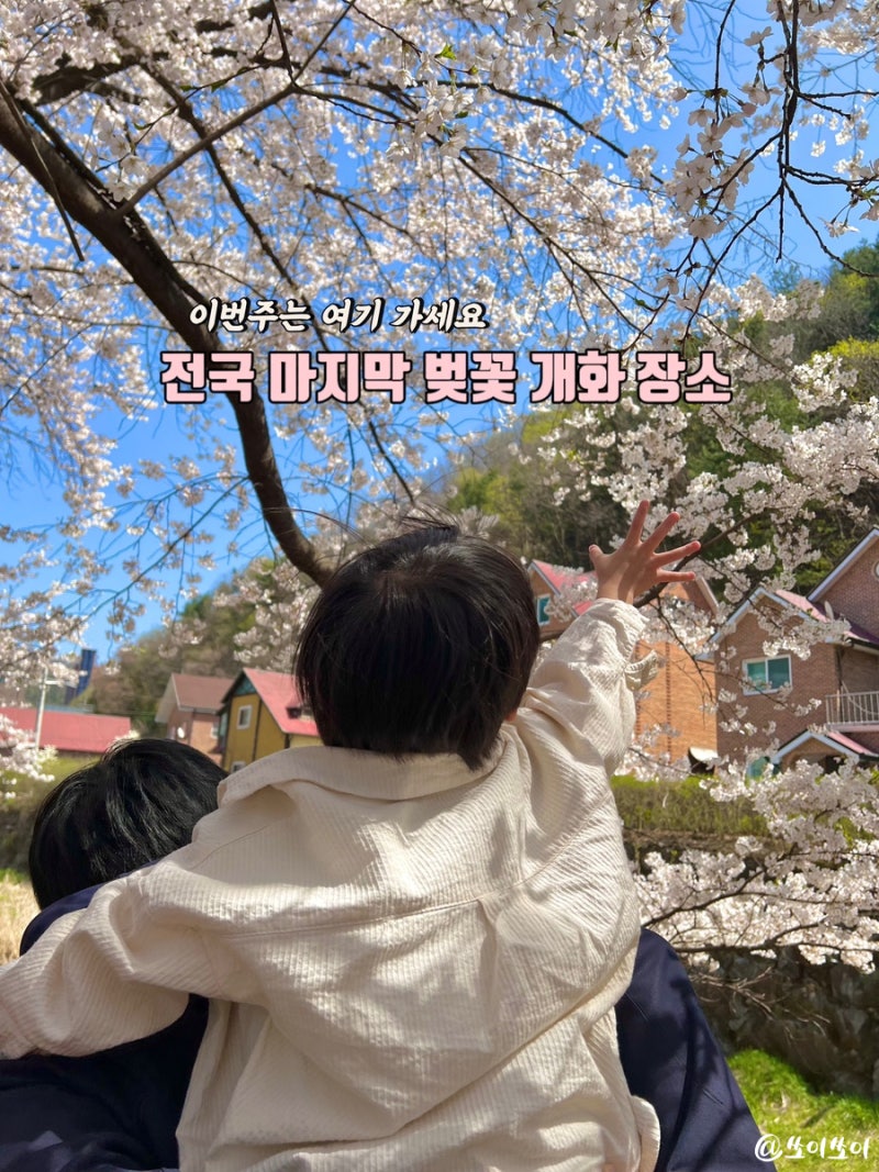 가평 에덴벚꽃길 벚꽃축제 주차 실시간 당일치기 여행 볼거리 추천 네이버 블로그