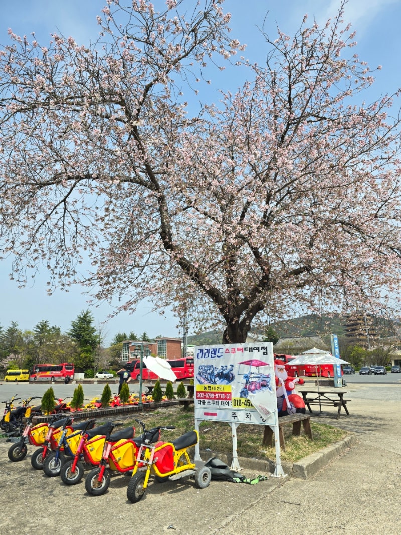 경주 자전거 대여 스쿠터 전동차 대여 이용 팁 코스 황리단길vs보문단지 네이버 블로그