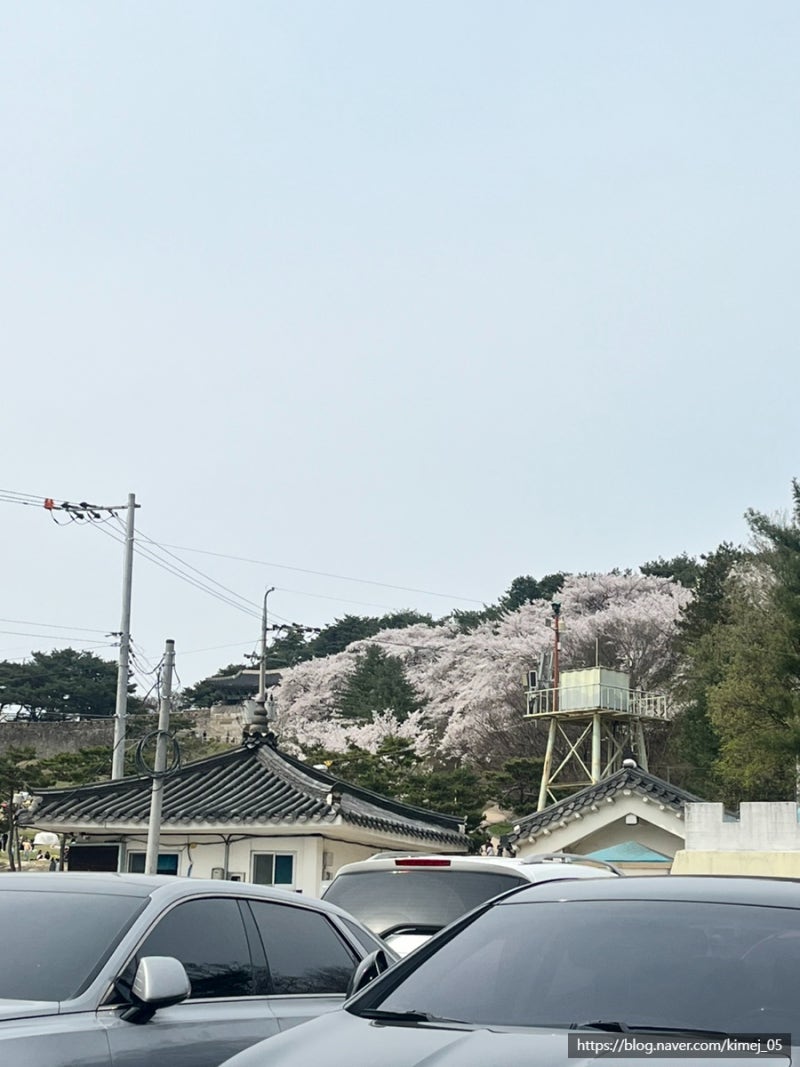 청주 상당산성 벚꽃 피크닉 주말 가볼 만한 곳 주차 매점 네이버 블로그