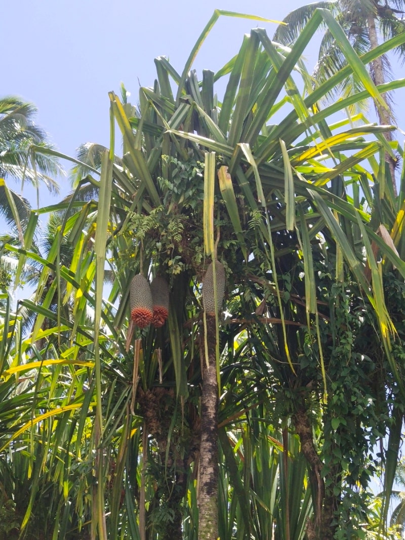 Eco-friendly Handicrafts: The Art of Filipino Pandan Leaves Weaving ...
