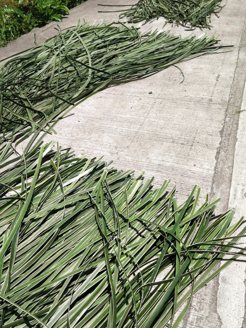 Eco-friendly Handicrafts: The Art of Filipino Pandan Leaves Weaving ...