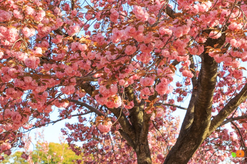 경주 겹벚꽃 명소 개화시기 아이와 경주 가볼만한곳 경주카페 네이버 블로그