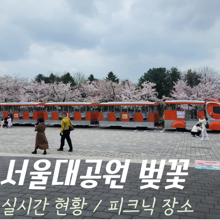 서울대공원 벚꽃 실시간 현황 피크닉 장소