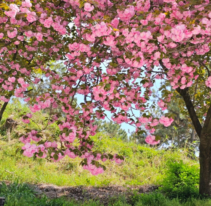 창원 성산패총 늘푸른전당 겹벚꽃 명소 개화 상태 주차 네이버 블로그