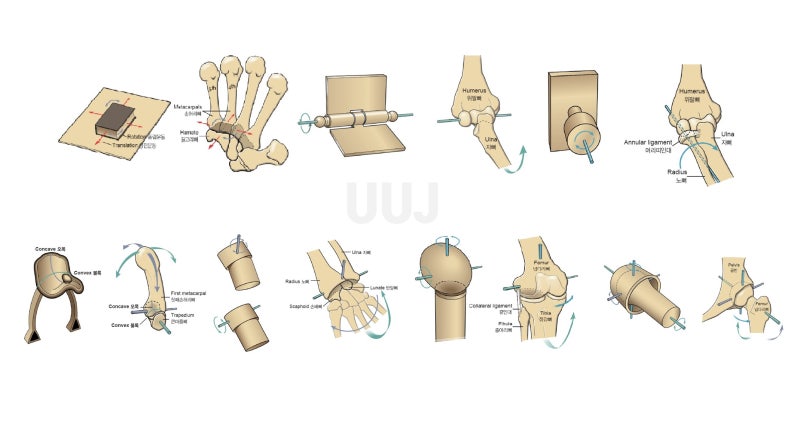관절의 종류 윤활관절종류synovial Joints 관절면분류 평면관절 경첩관절 중쇠관절 안장관절 타원관절