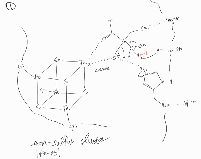생화학 Tca 회로or Citric Acid Cycle Krebs Cycle 네이버 블로그