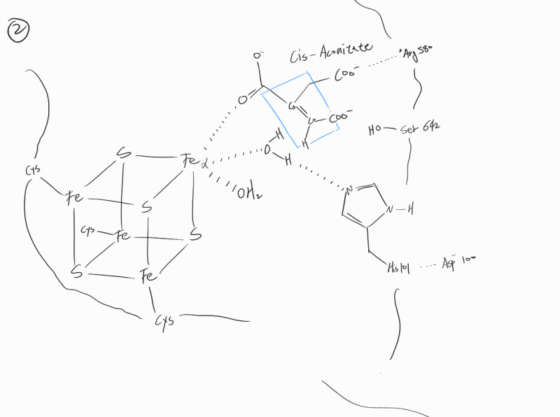 생화학 Tca 회로or Citric Acid Cycle Krebs Cycle 네이버 블로그