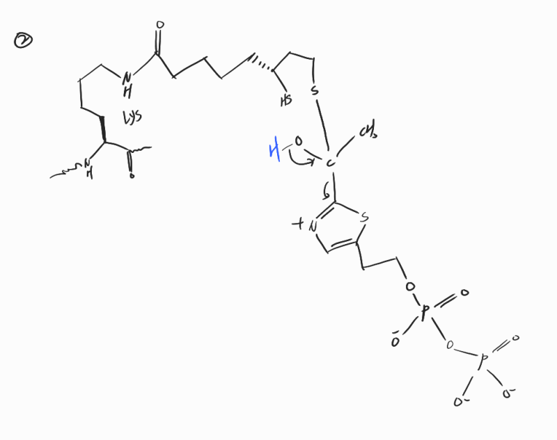 생화학 Tca 회로or Citric Acid Cycle Krebs Cycle 네이버 블로그