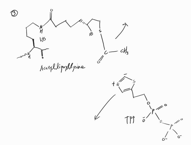 생화학 Tca 회로or Citric Acid Cycle Krebs Cycle 네이버 블로그