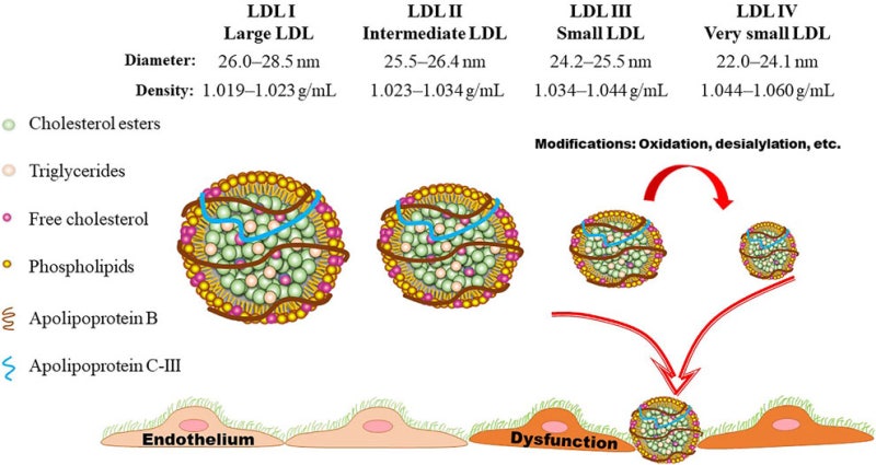 sdLDL(=Small Dense LDL), sdLDL-Cholesterol : 네이버 블로그
