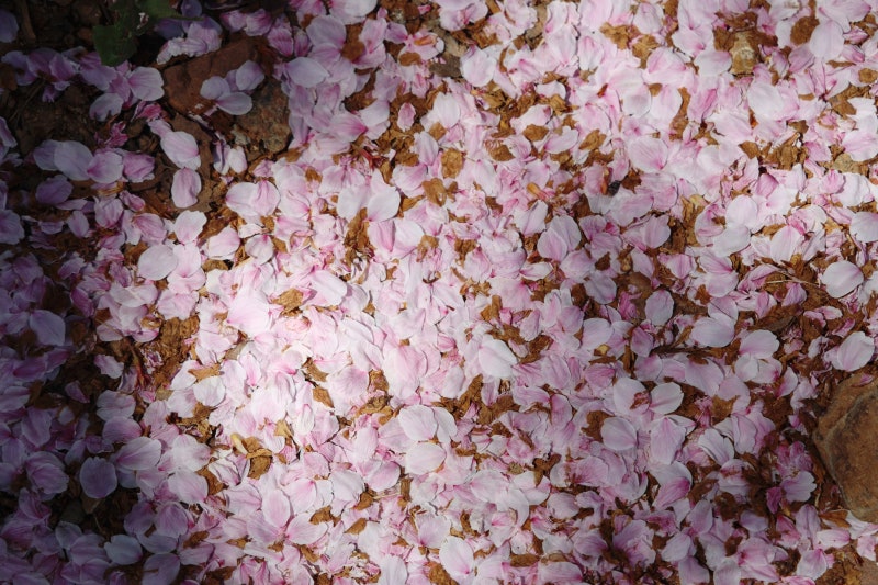군산 벚꽃 명소 아이와 가볼만한곳 은파호수공원 전북 여행지 추천 드라이브코스 네이버 블로그