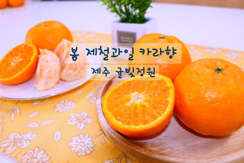 카라향을 아시나요 새콤달콤한 봄철 4월 제철과일 제주도 애월 귤빛정원 농장 재배 산지직송 네이버 블로그