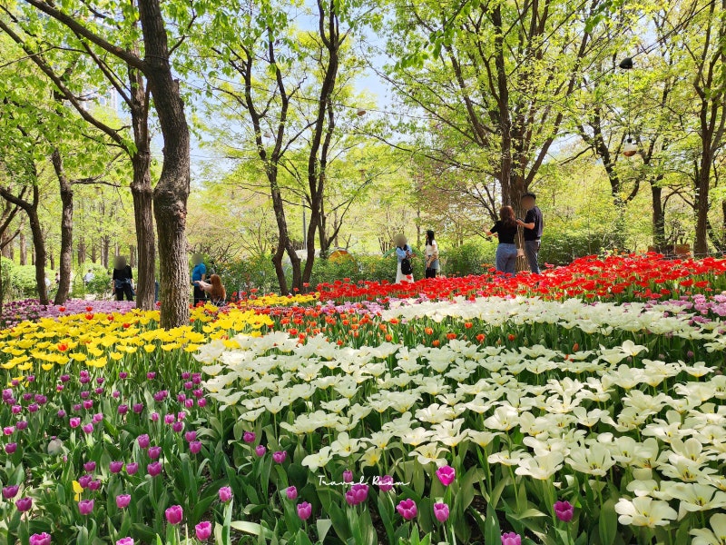 서울숲 튤립 위치 알록달록 서울 꽃구경 성수동 놀거리 핫플 네이버 블로그