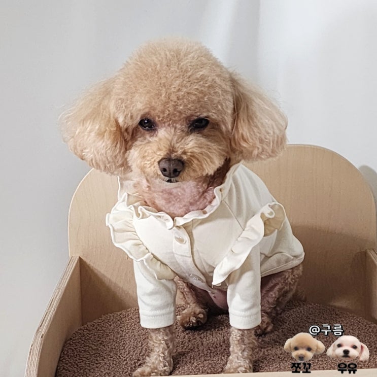 털 안빠지는 강아지 귀여운 소형견 종류는 누구