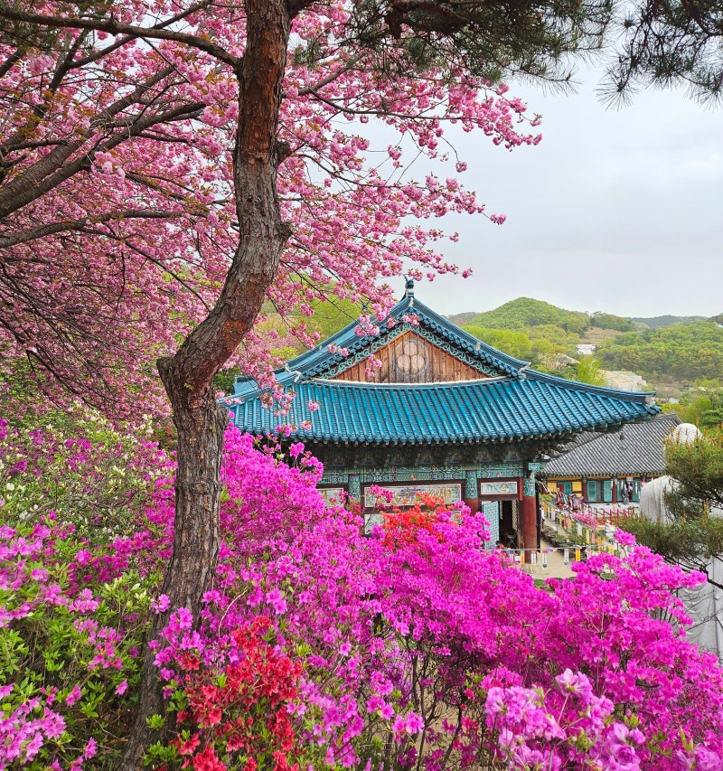 세종 겹벚꽃 명소 영평사 대전근교 꽃놀이 가기 좋은 곳 주차 팁 및 포토스팟 네이버 블로그
