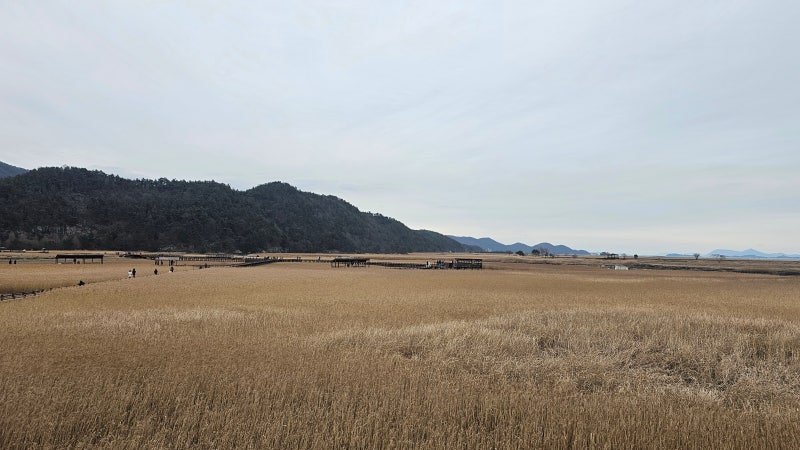 순천 여행 순천만습지 And 갈대숲 탐방로 네이버 블로그