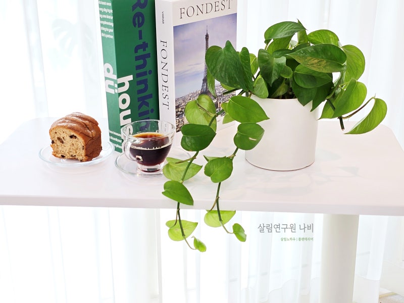 공기정화식물 순위 1위 기르기 쉬운 거실 실내 식물 종류 추천 네이버 블로그