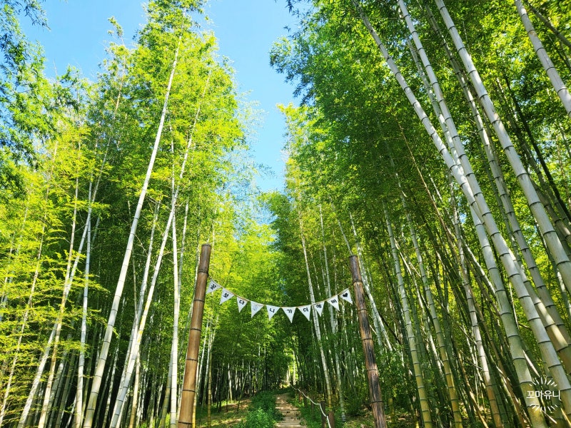 거제 맹종죽 테마공원 대나무숲 산책 거제도 테마파크 체험 후기 네이버 블로그