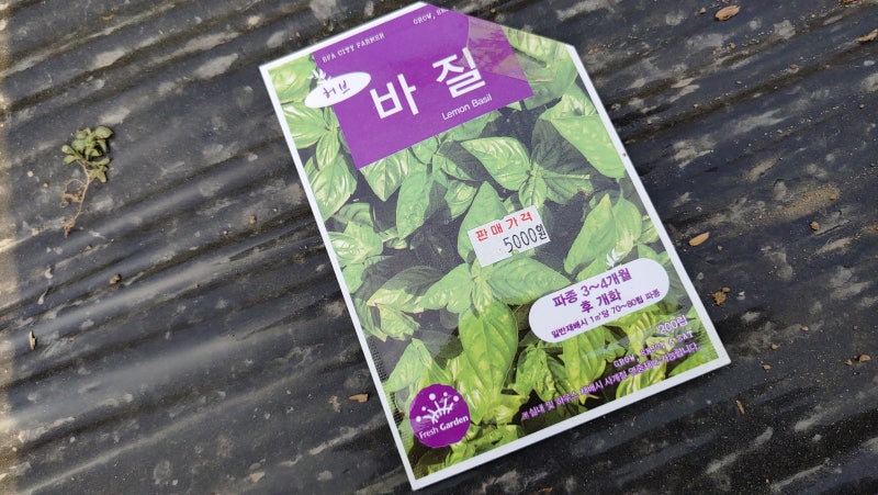 바질 키우기는 스위트바질 씨앗 뿌리기부터 모종 심는시기 파종시기 물주기 방법 식용 허브 키우기 네이버 블로그