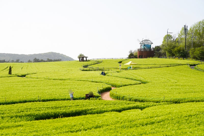 고창 고창청보리밭축제 주차장 일정 먹거리 실제 다녀온 축제 기본정보 네이버 블로그
